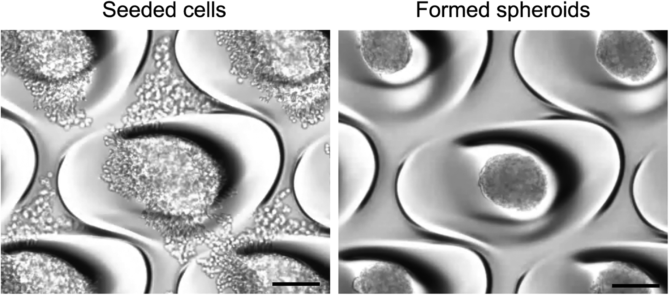 Cell Press: STAR Protocols
