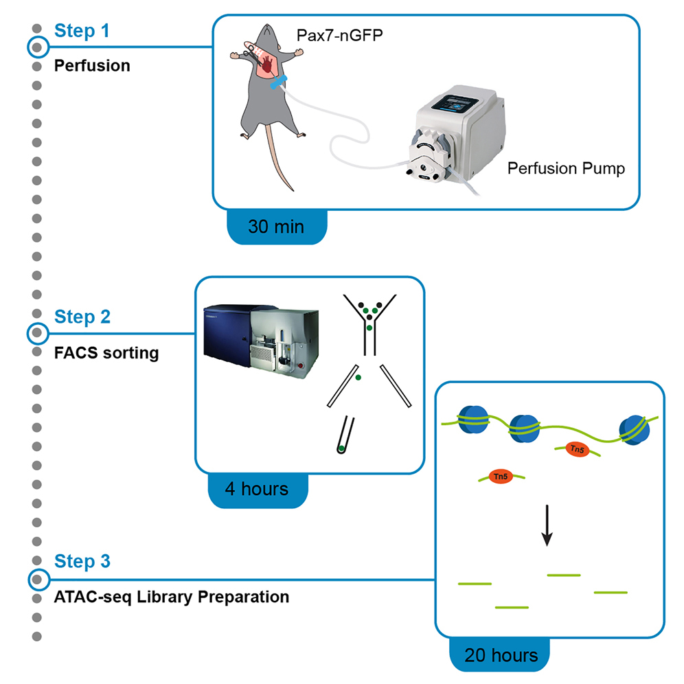 Cell Press: STAR Protocols