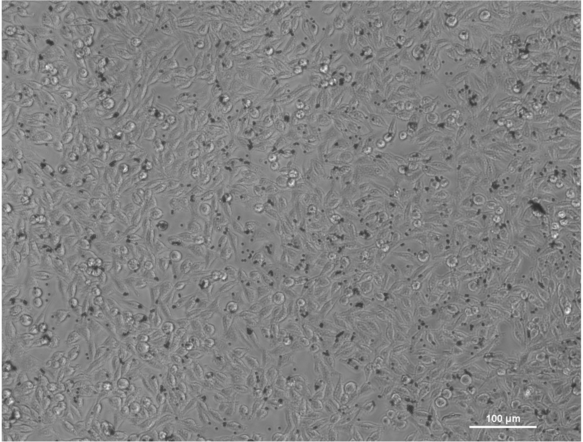 Cell Press: STAR Protocols