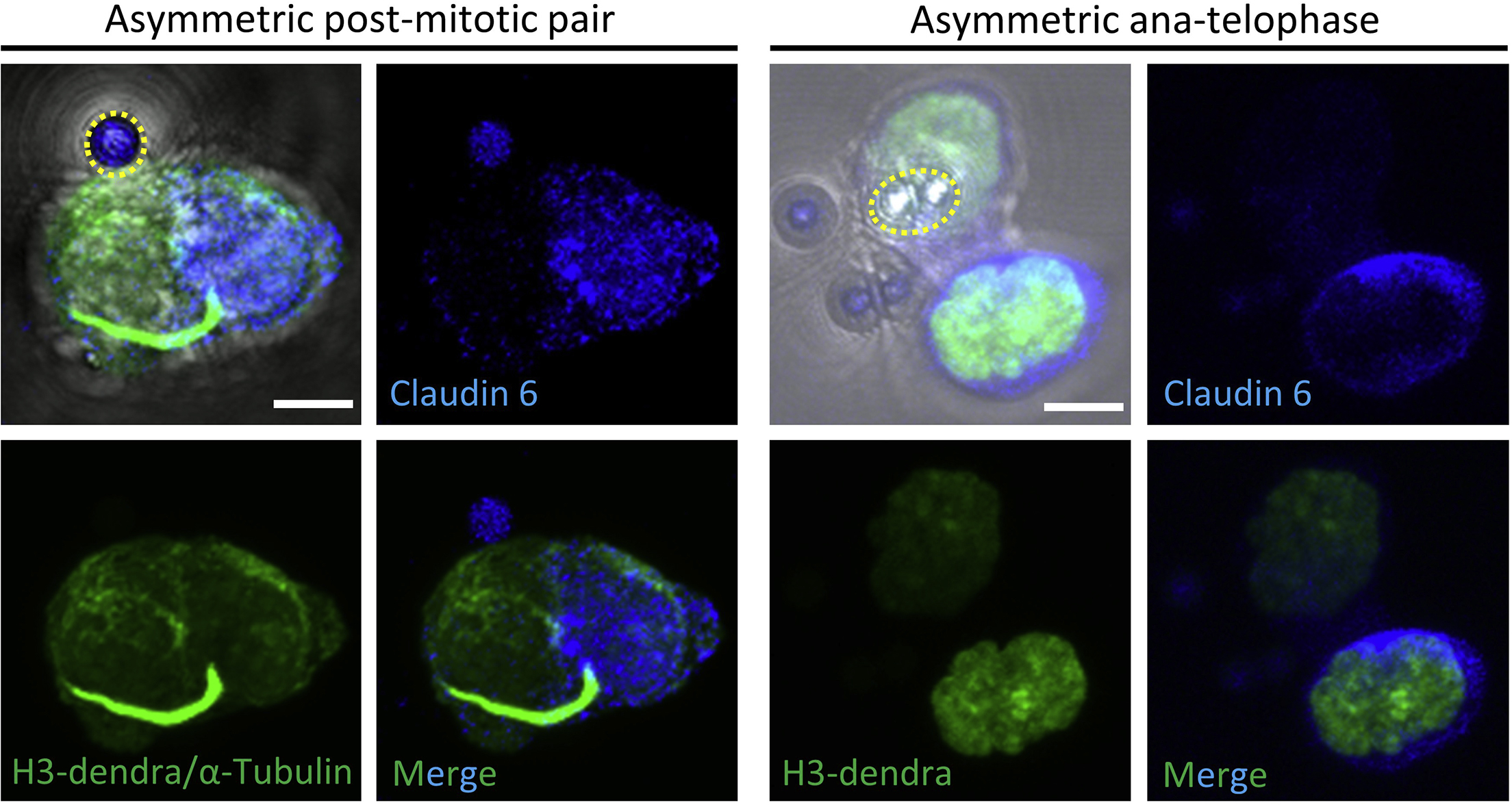 Cell Press: STAR Protocols