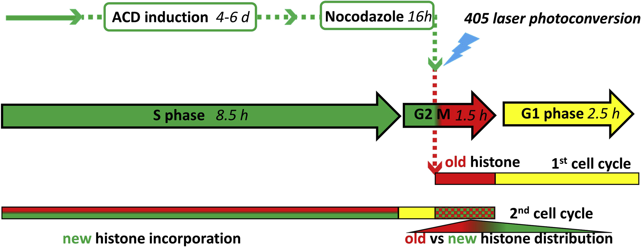 Cell Press: STAR Protocols