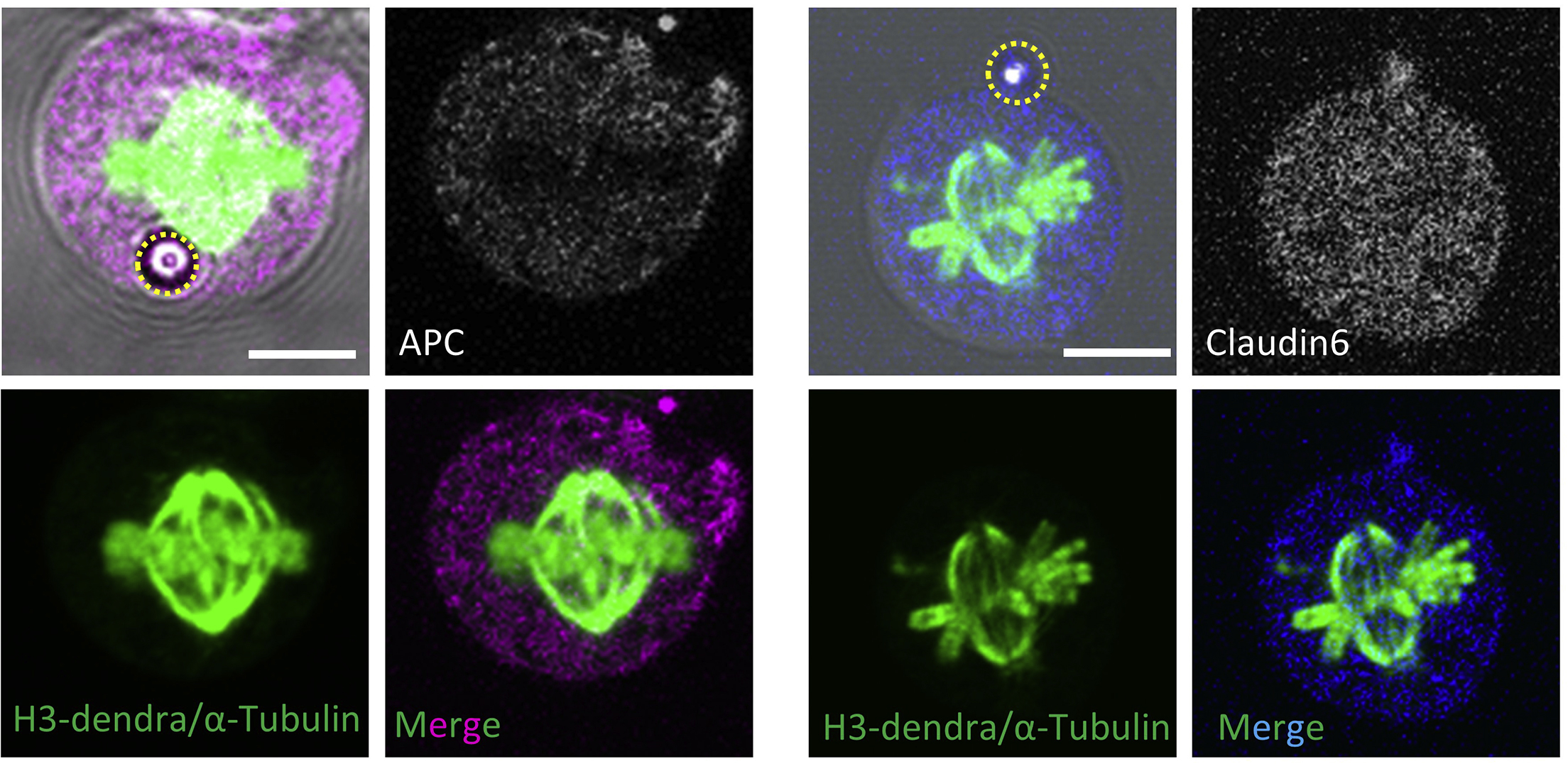 Cell Press: STAR Protocols