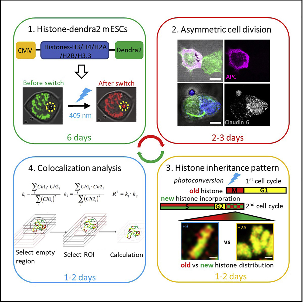 Cell Press: STAR Protocols