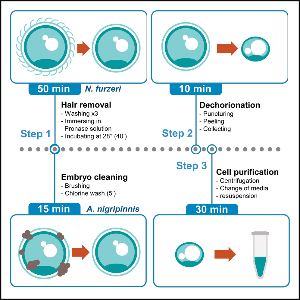Cell Press: STAR Protocols