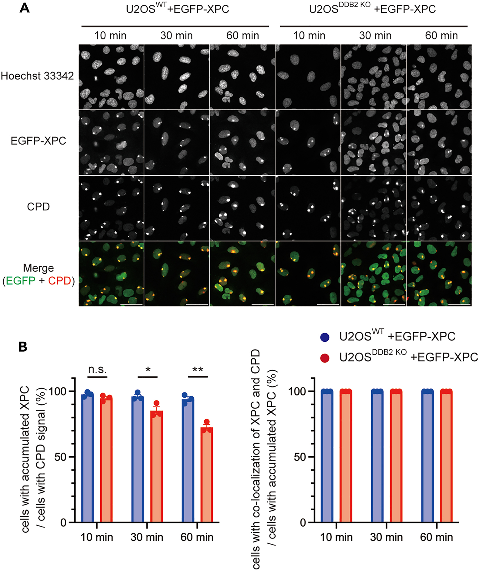 Cell Press: STAR Protocols