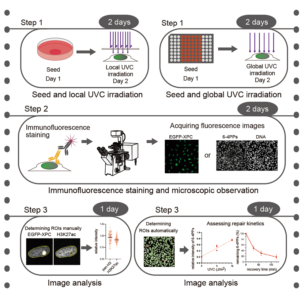 Cell Press: STAR Protocols