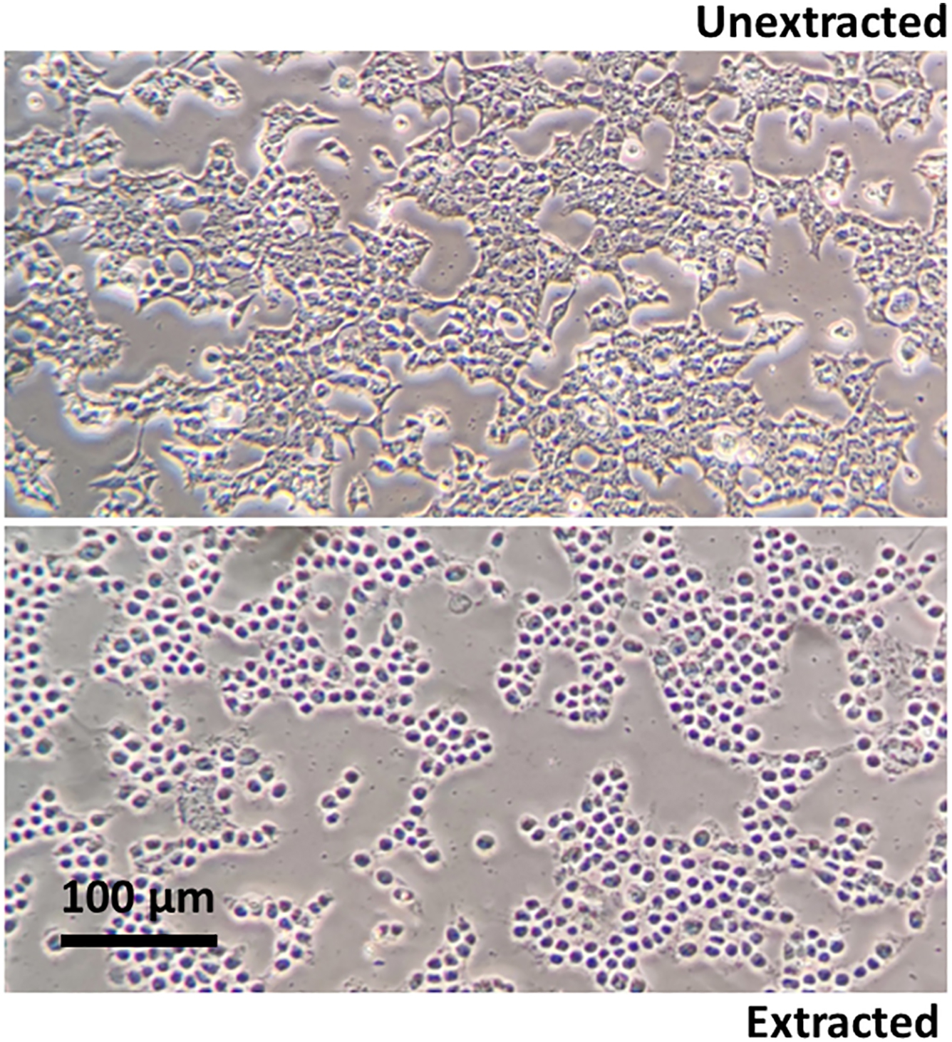 Cell Press: STAR Protocols
