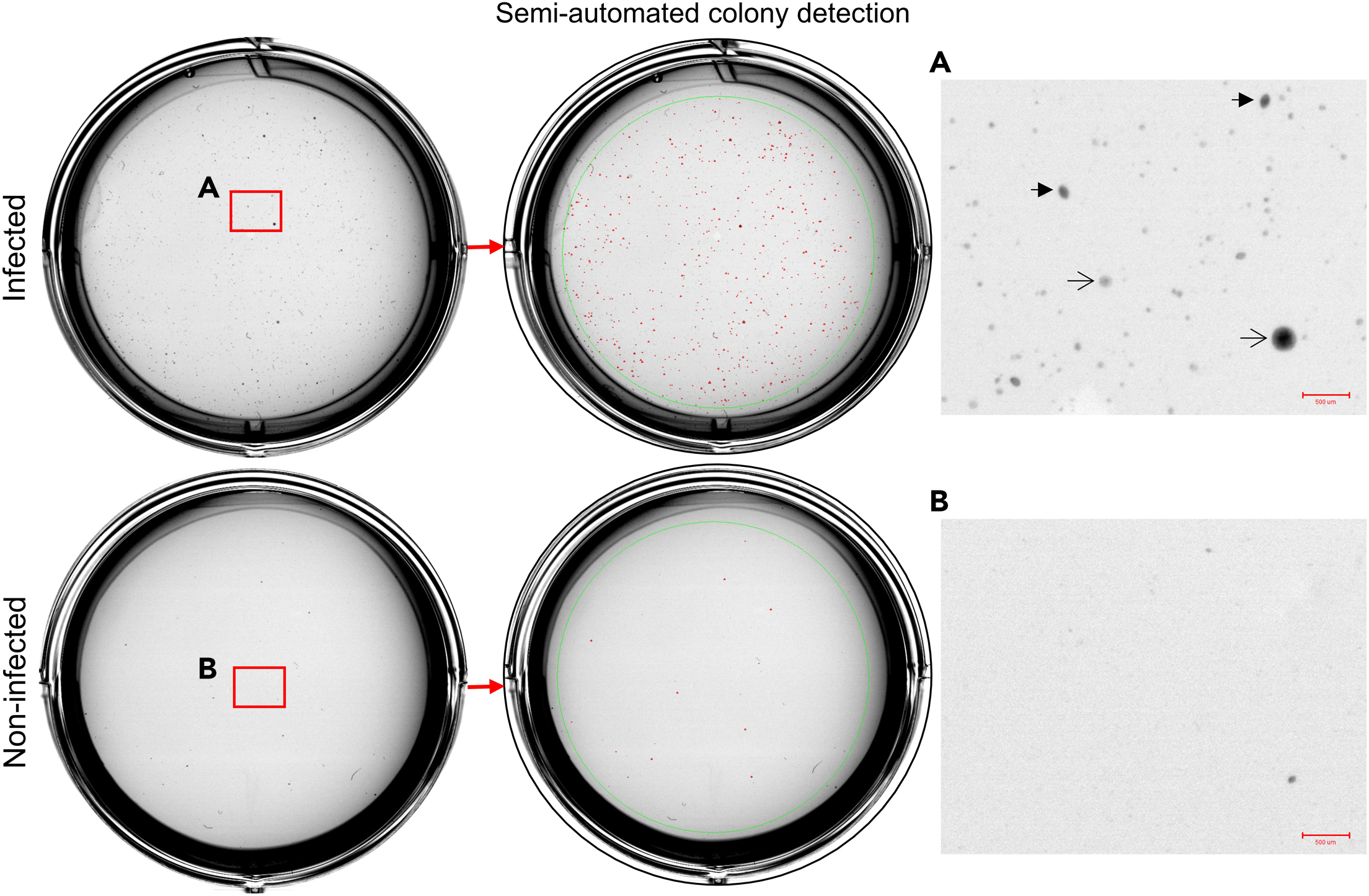 Cell Press: STAR Protocols