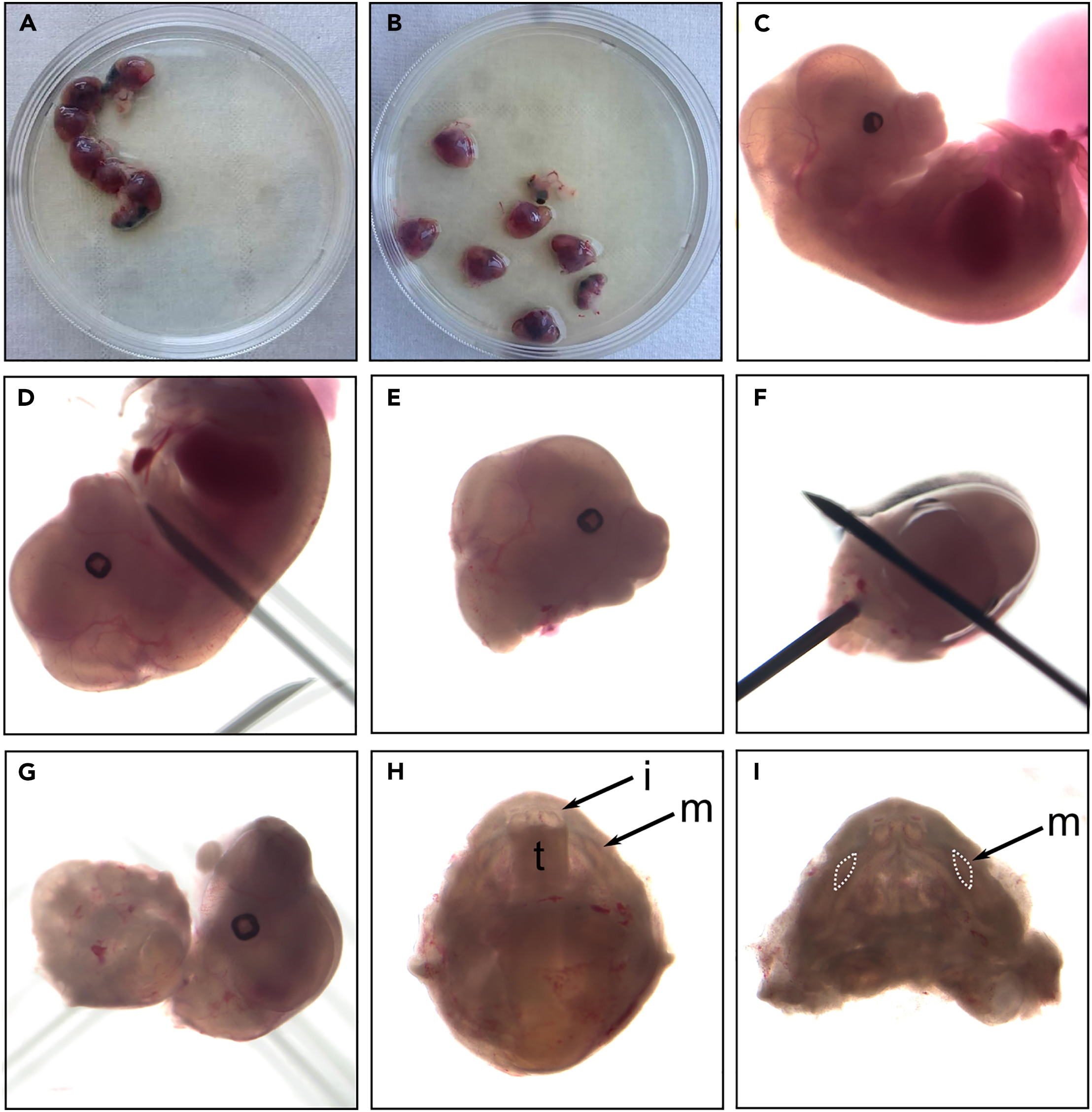 Cell Press: STAR Protocols