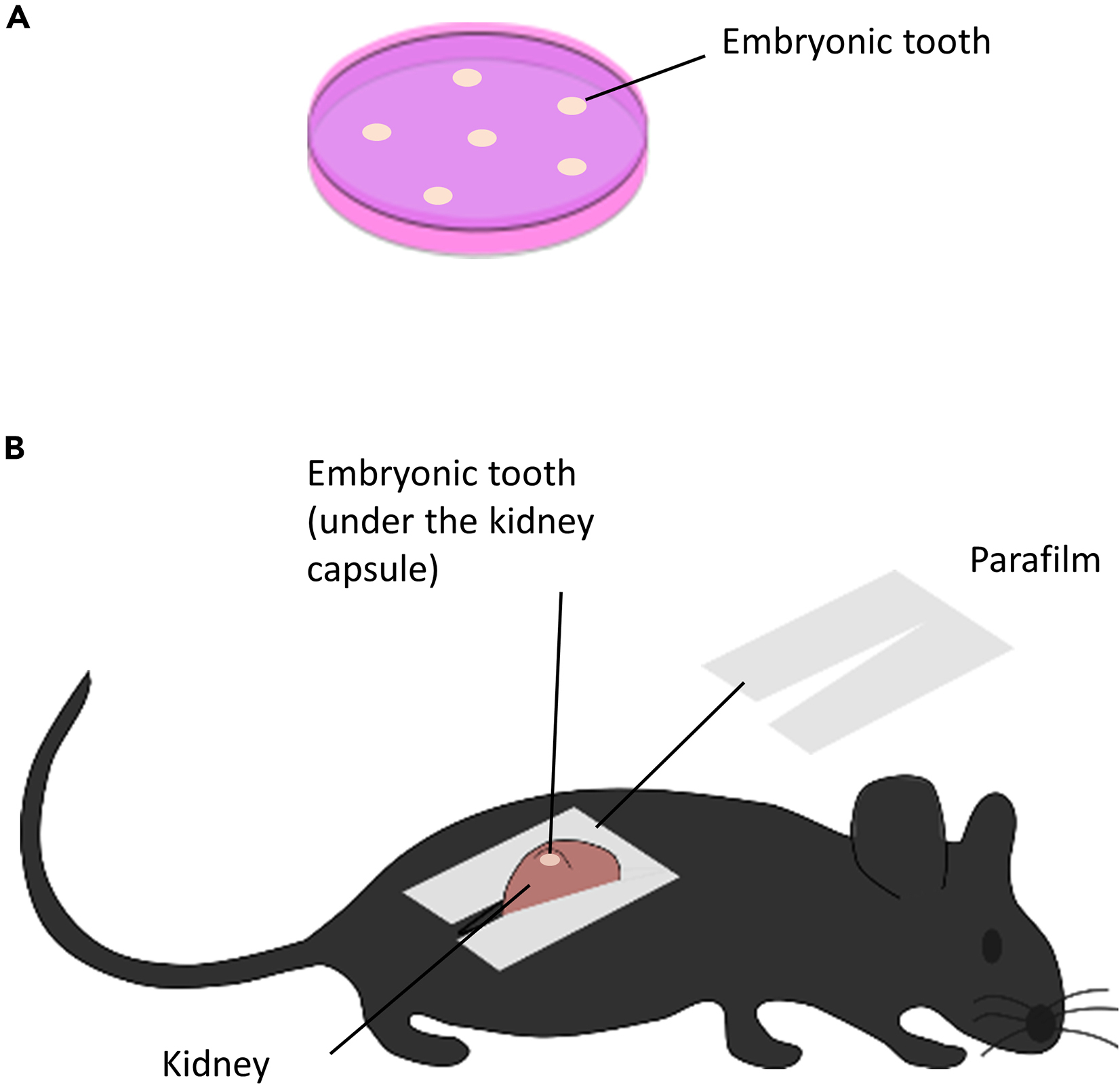 Cell Press: STAR Protocols