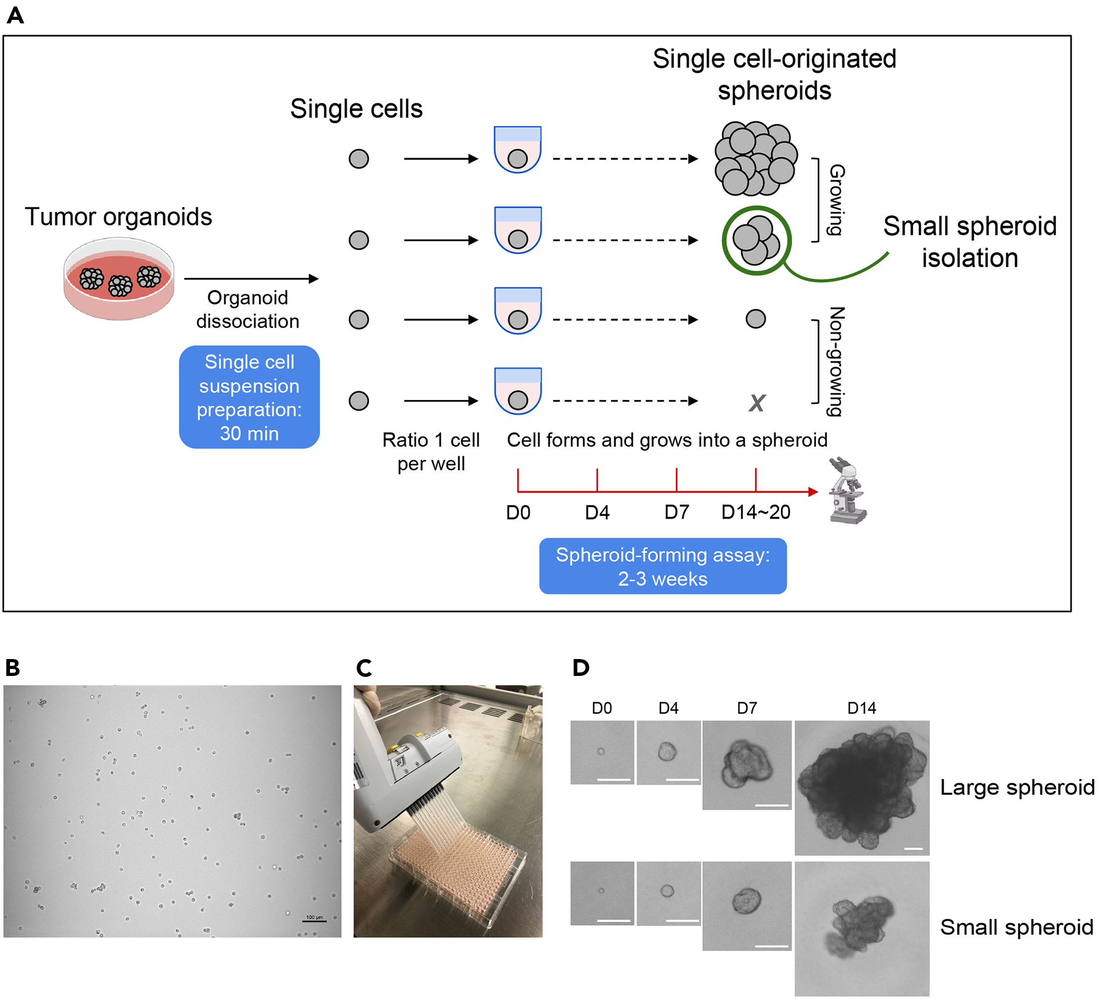 Cell Press: STAR Protocols