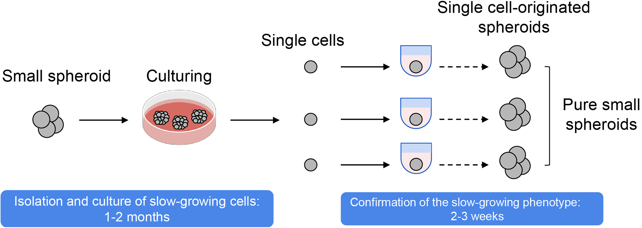 Cell Press: STAR Protocols
