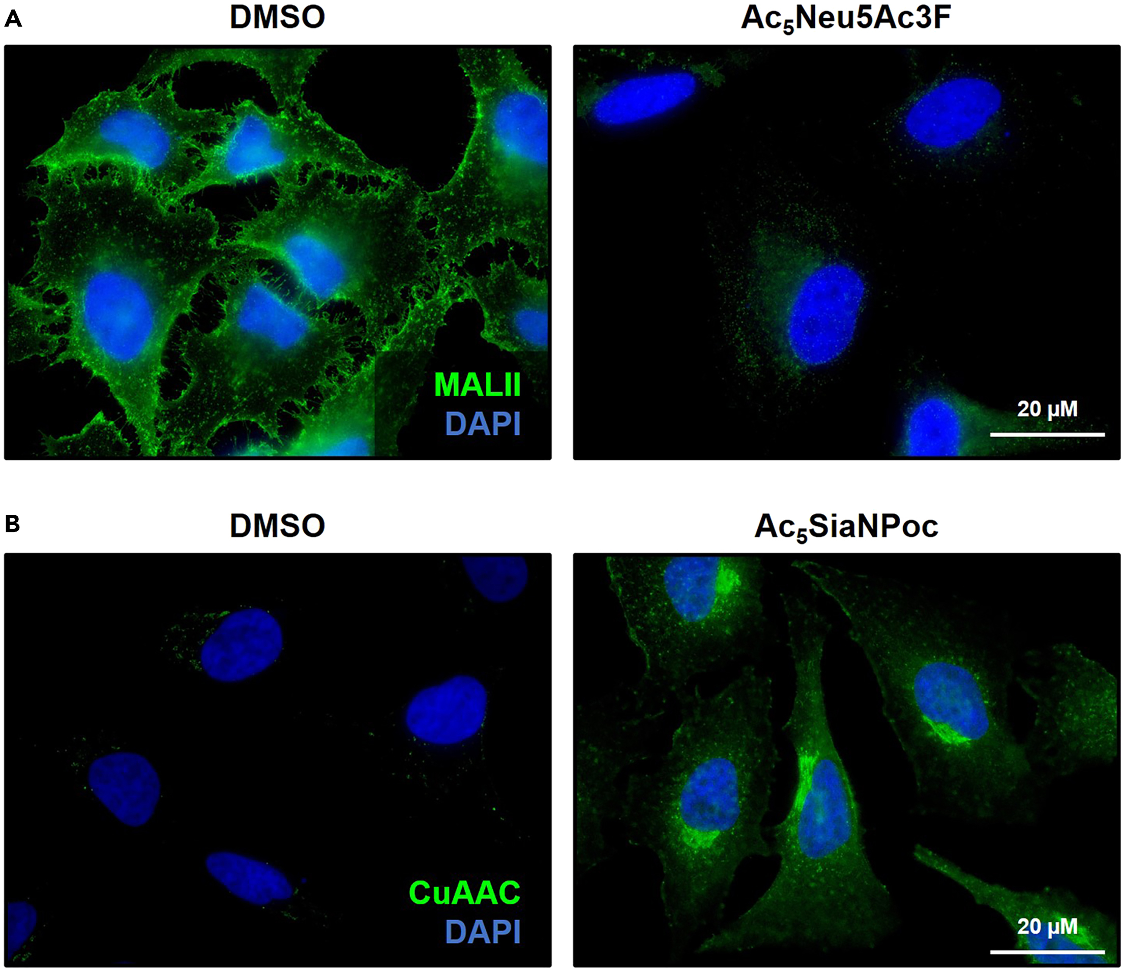 Cell Press: STAR Protocols
