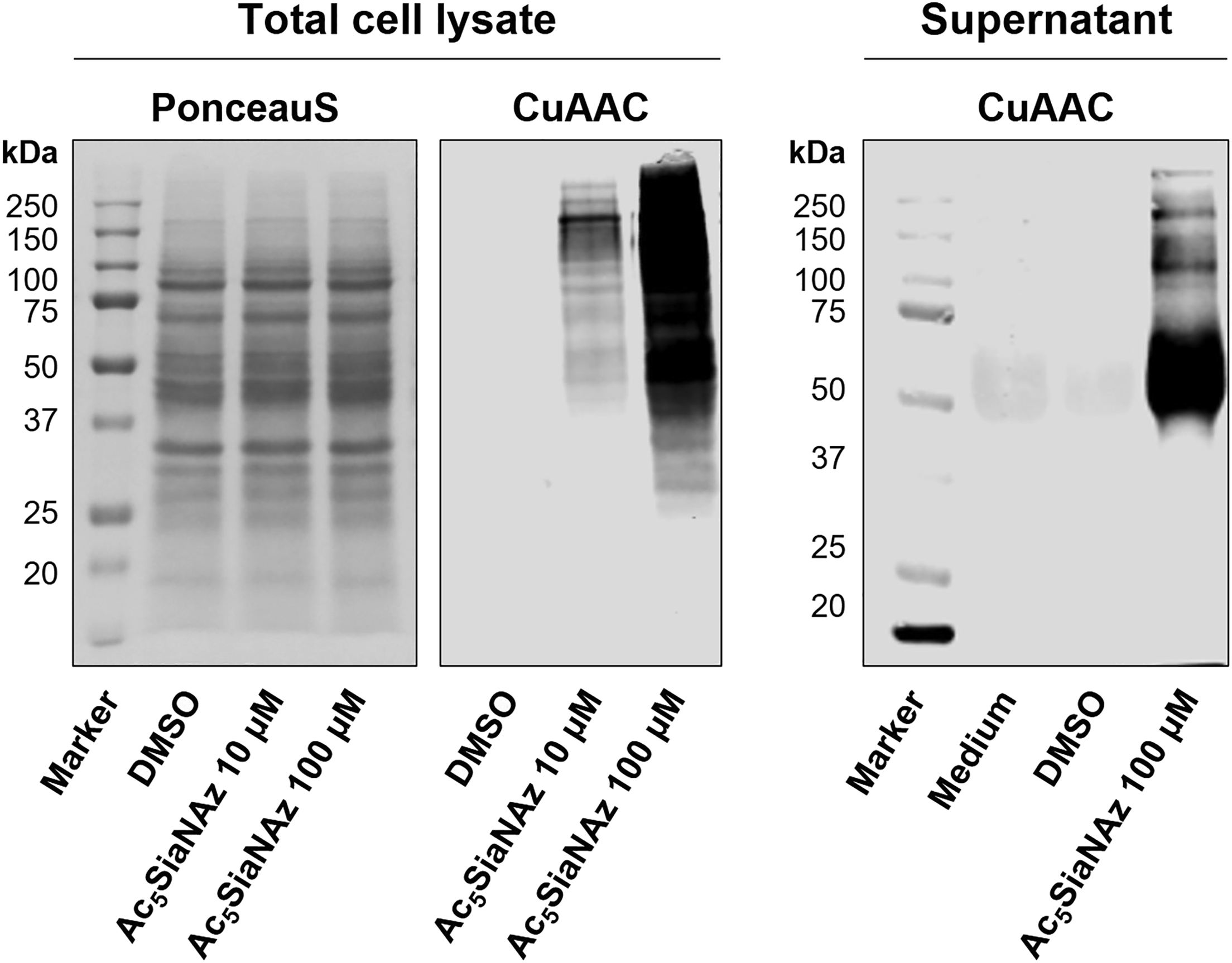 Cell Press: STAR Protocols
