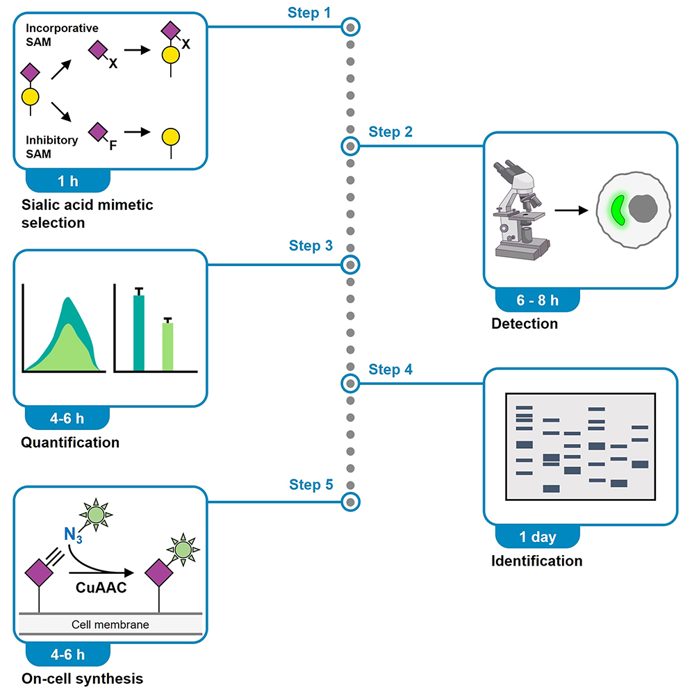 Cell Press: STAR Protocols
