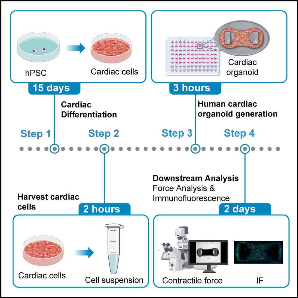 Cell Press: STAR Protocols