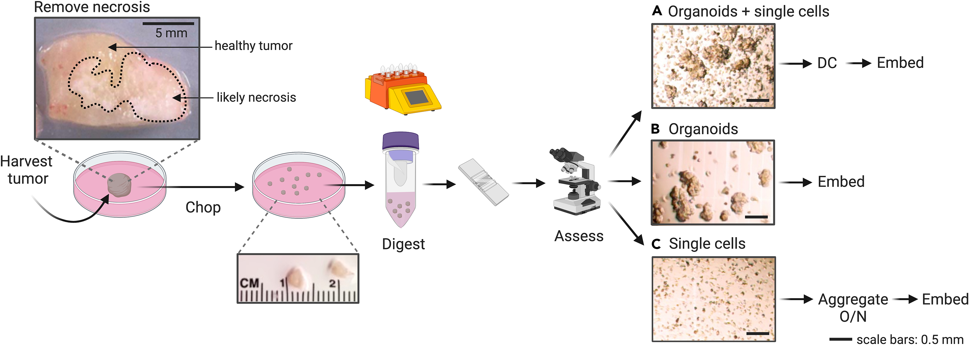 Cell Press: STAR Protocols