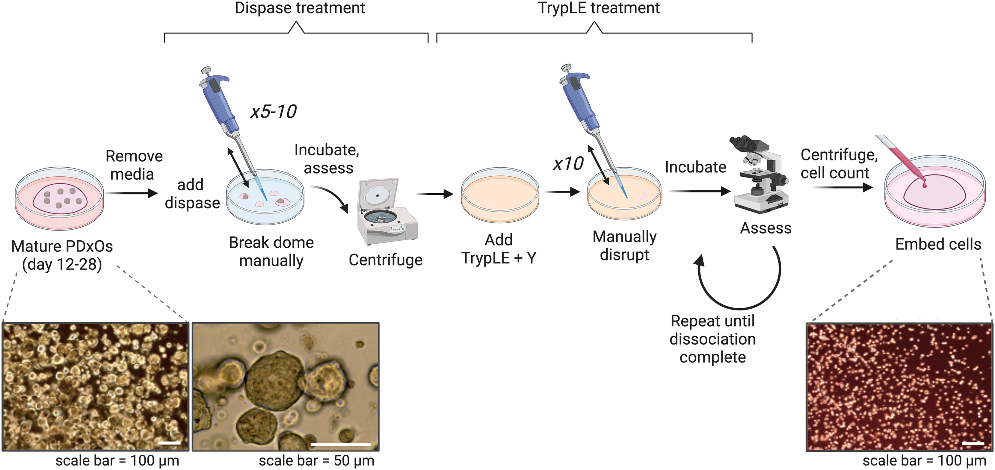 Cell Press: STAR Protocols
