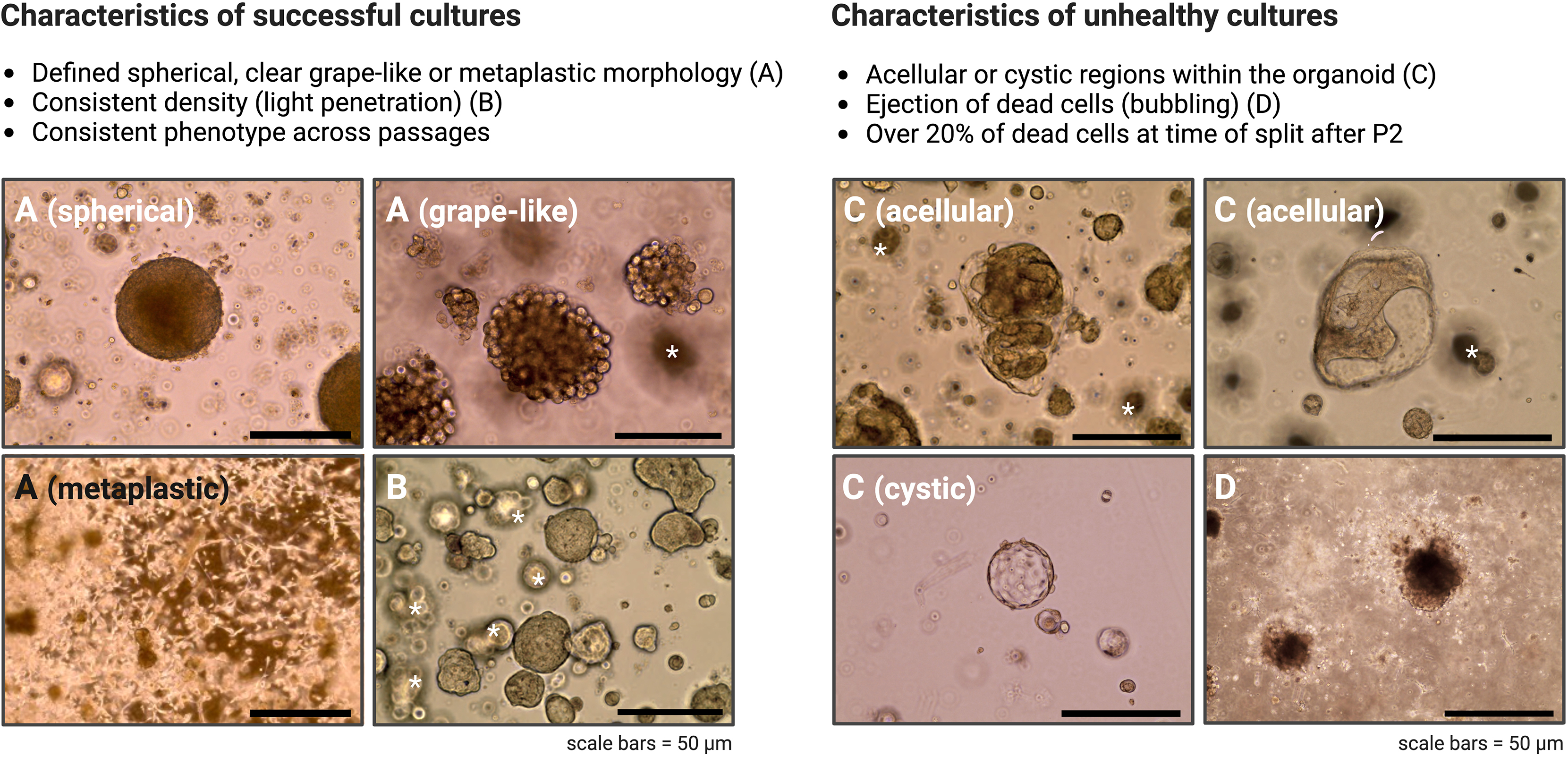 Cell Press: STAR Protocols