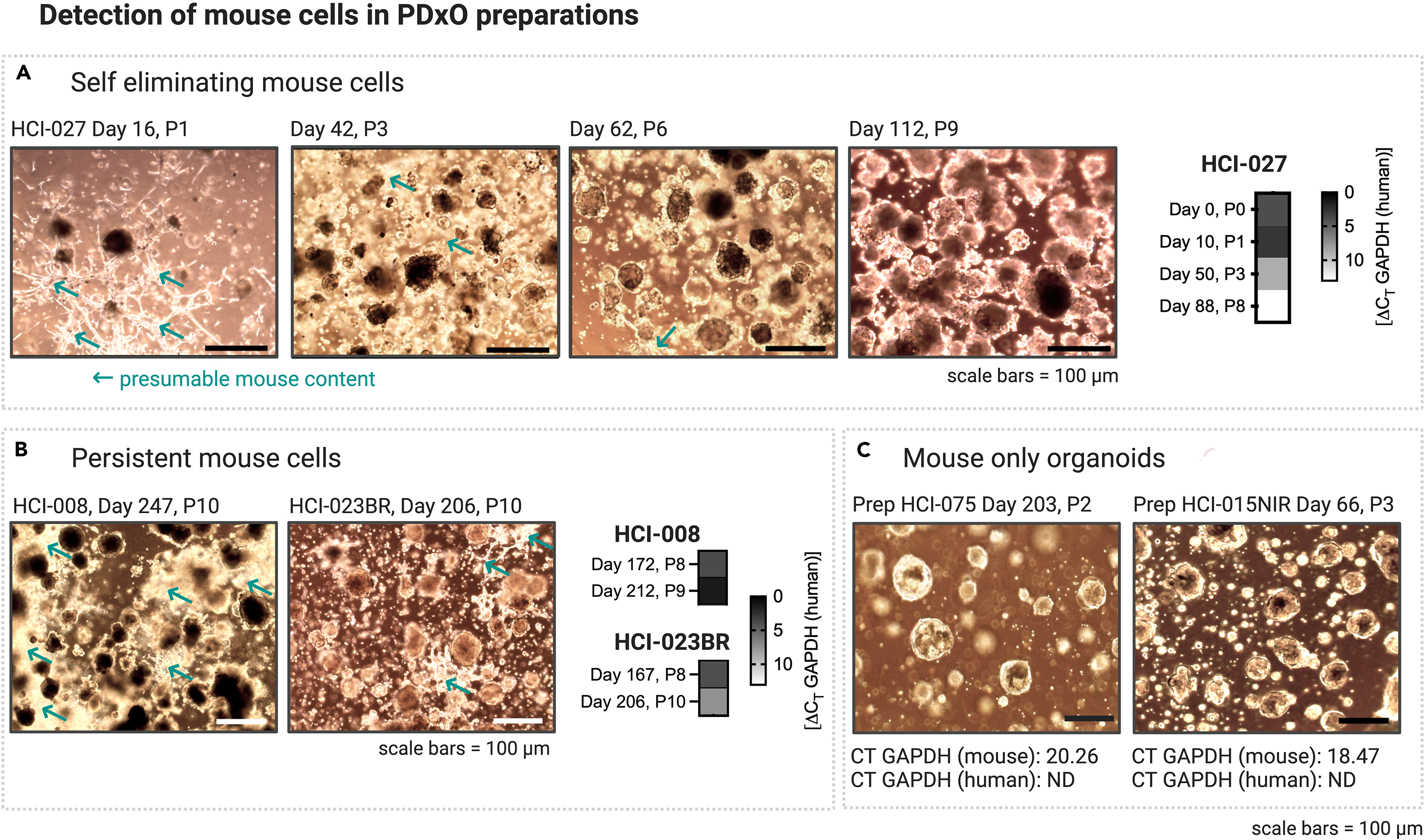 Cell Press: STAR Protocols