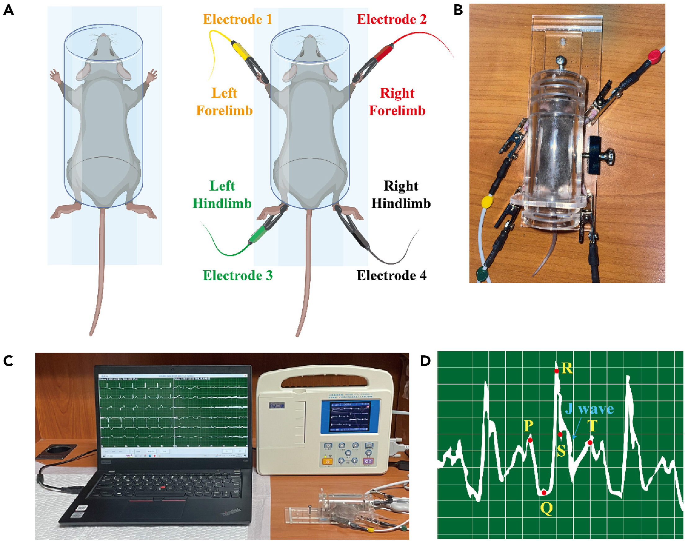 Cell Press: STAR Protocols