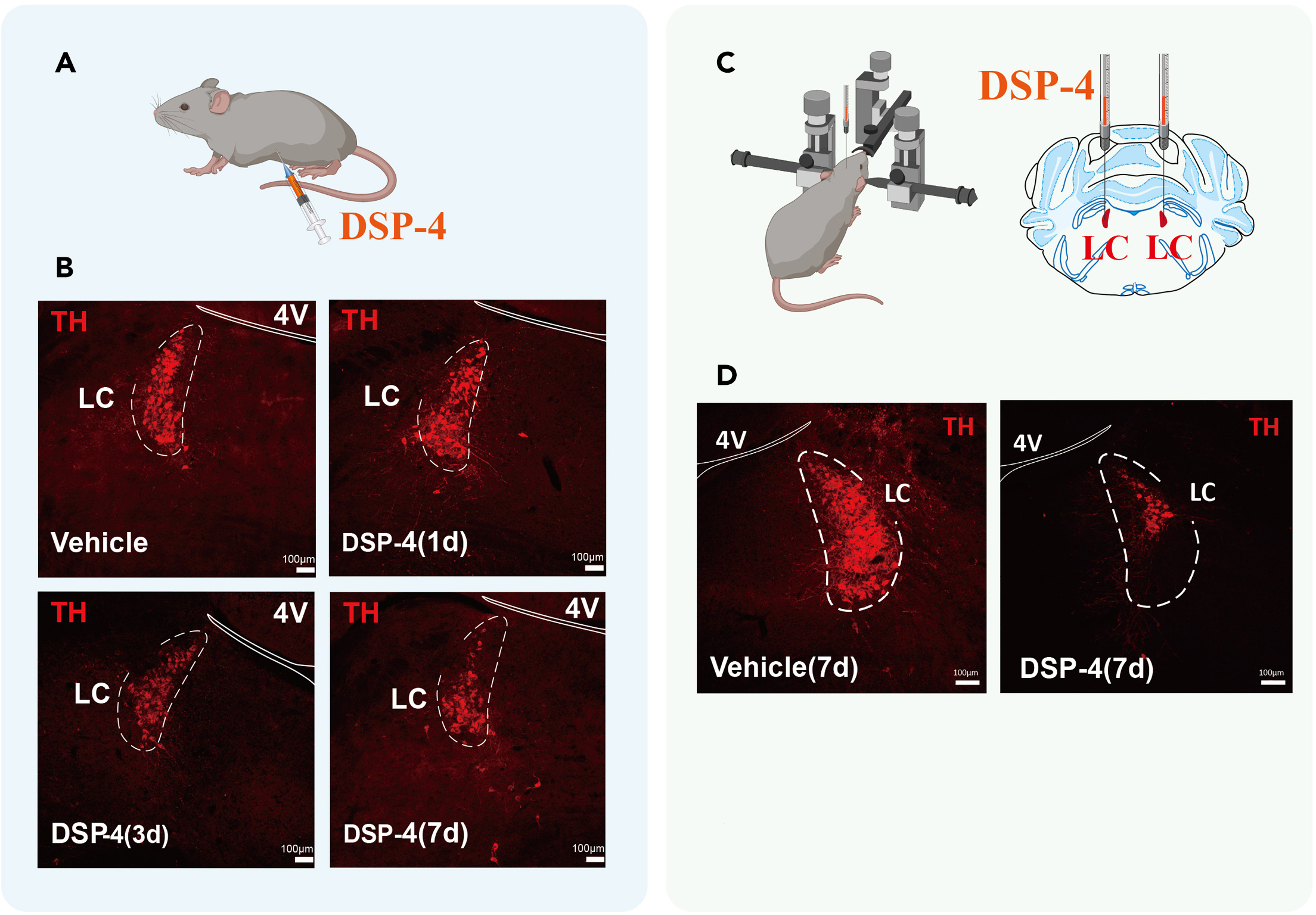 Cell Press: STAR Protocols