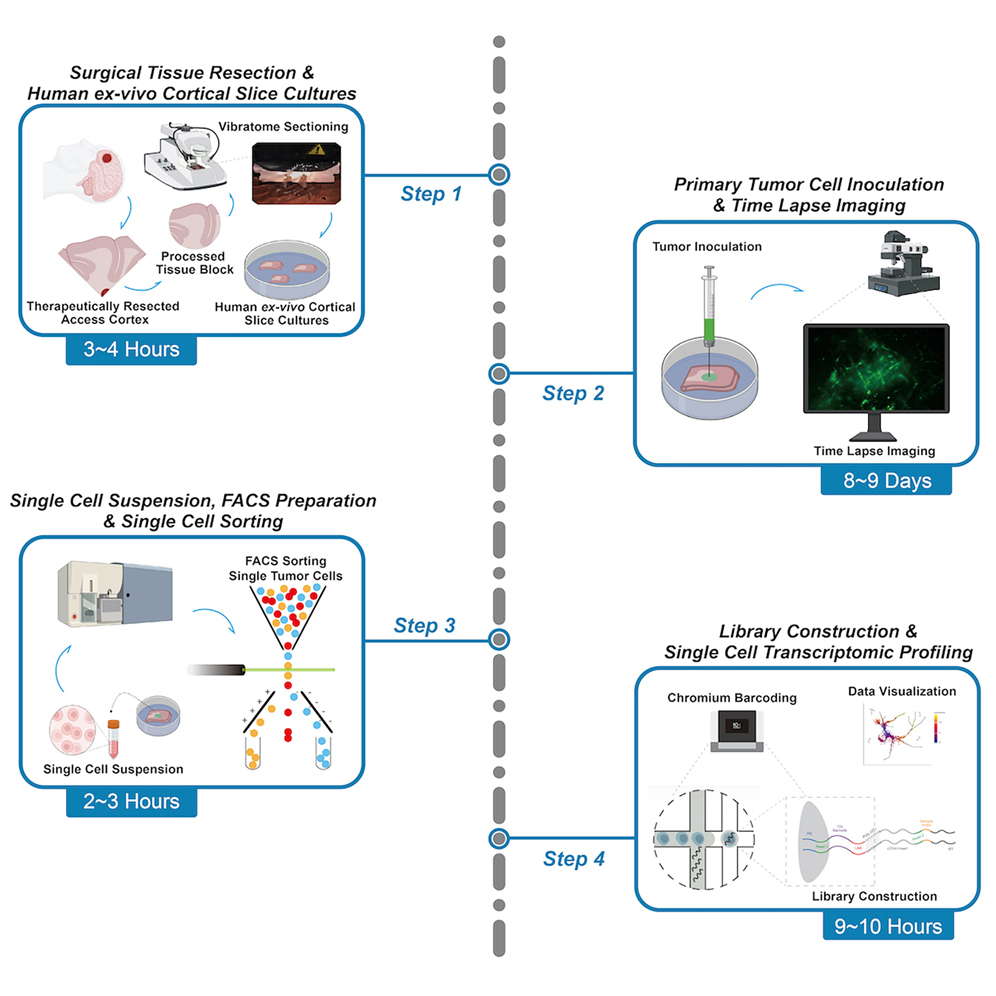 Cell Press: STAR Protocols