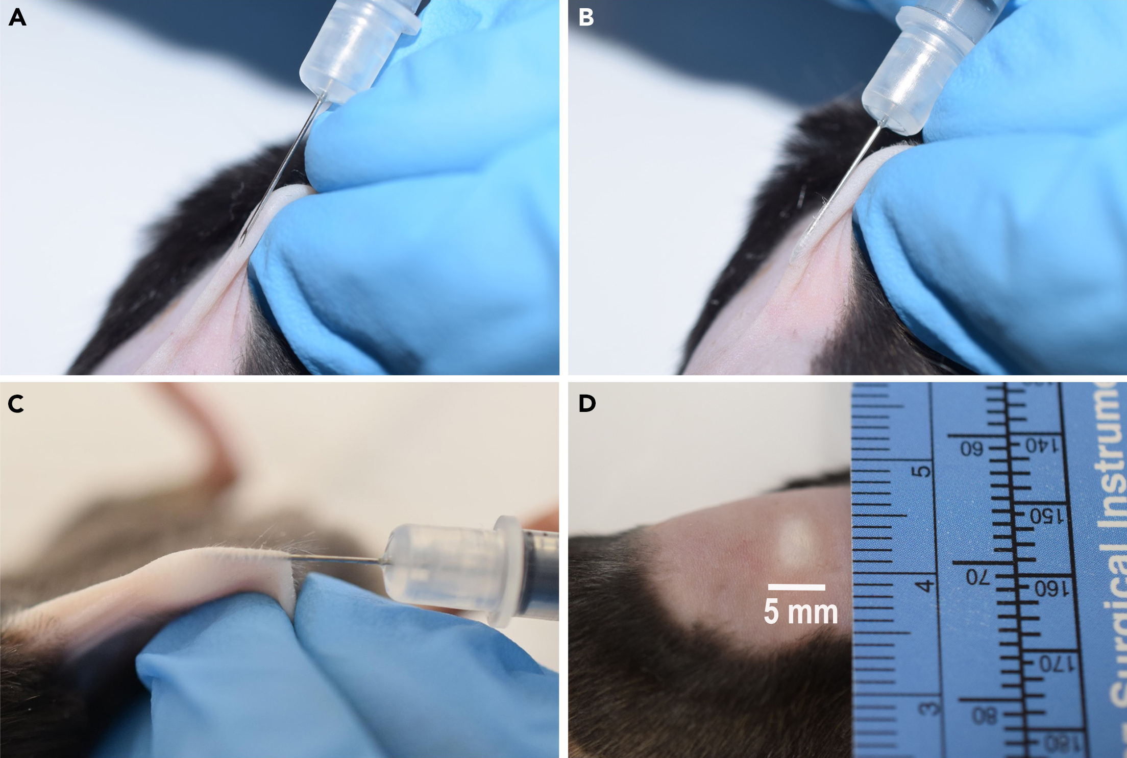 Cell Press: STAR Protocols