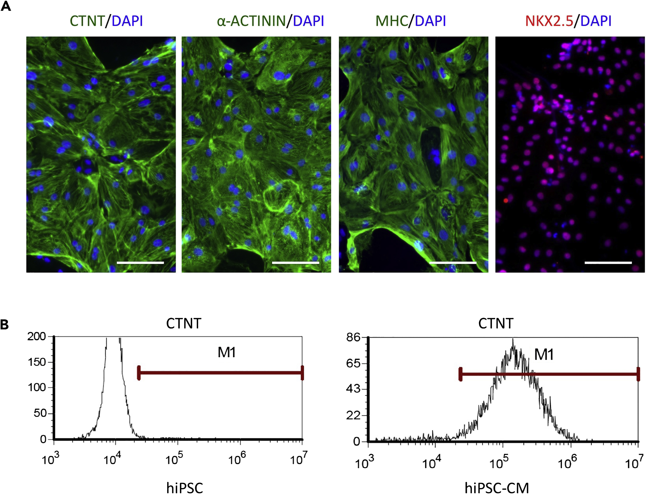Cell Press: STAR Protocols