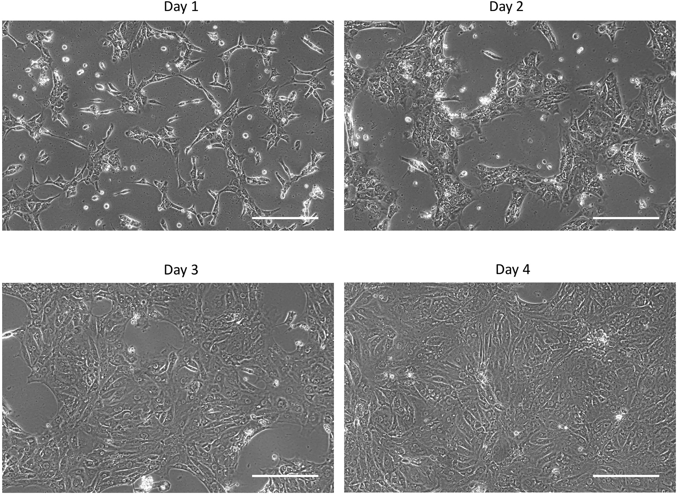 Cell Press: STAR Protocols