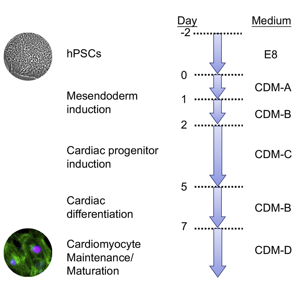 Cell Press Star Protocols