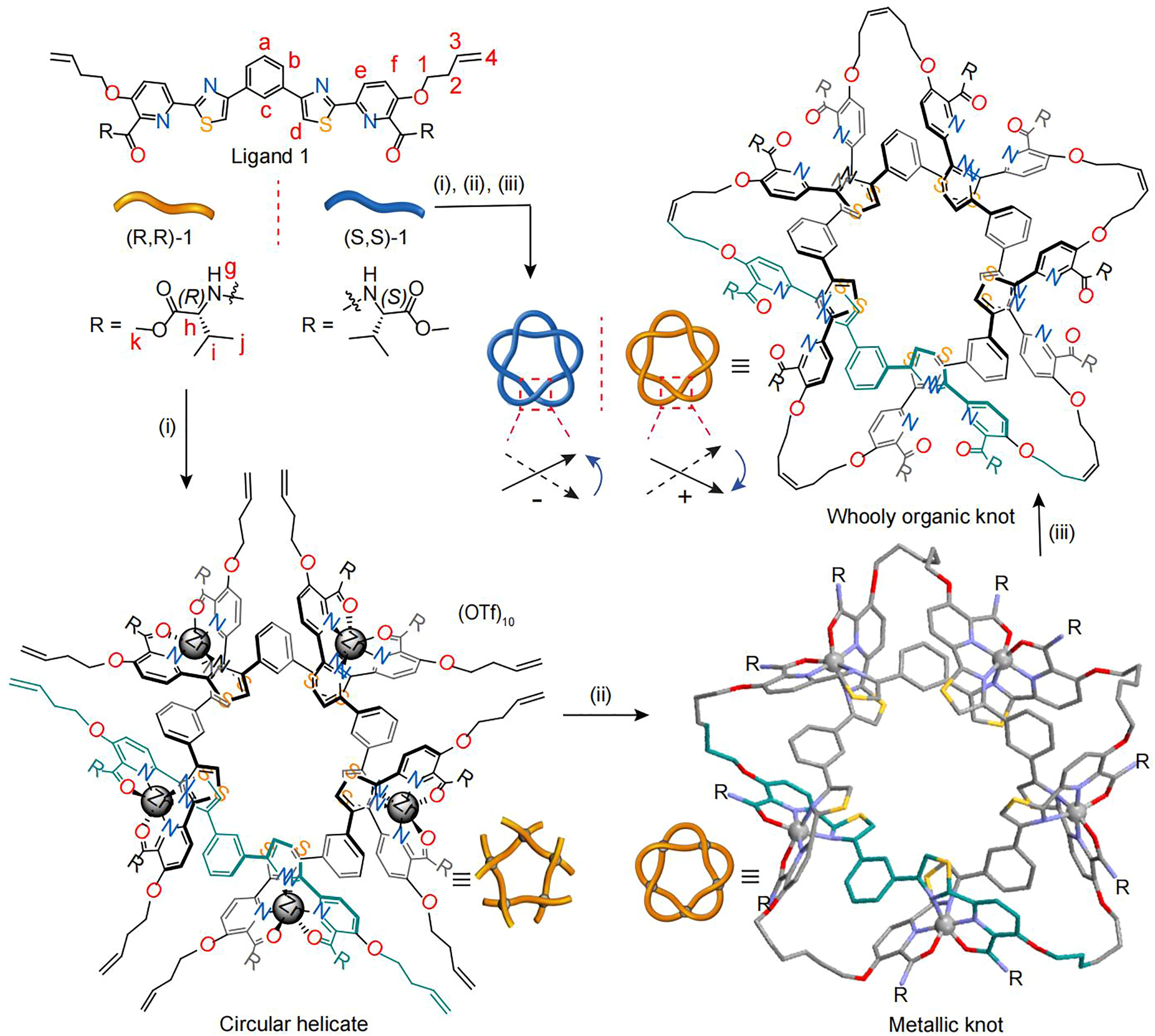 Cell Press: STAR Protocols