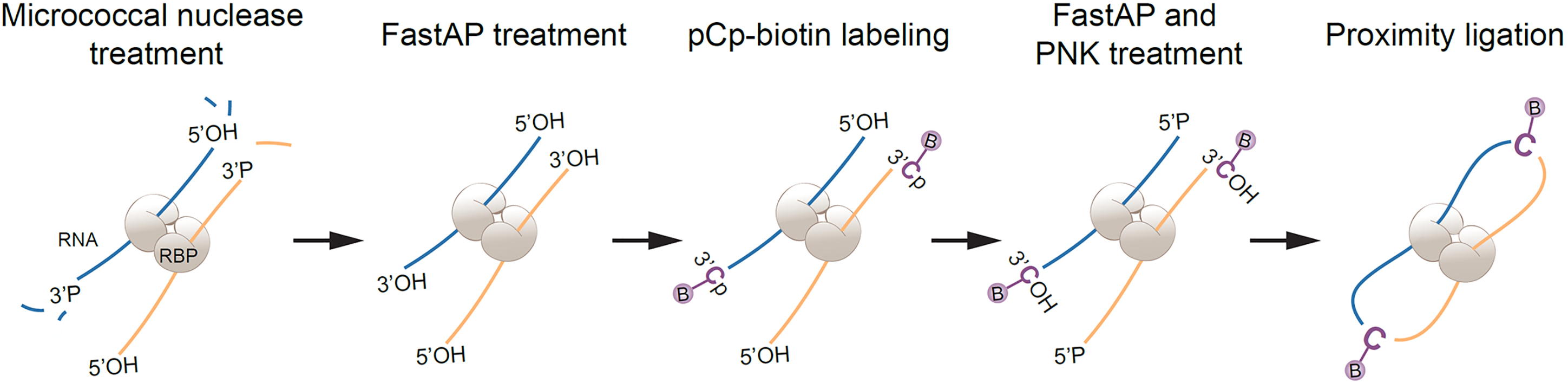 Cell Press: STAR Protocols