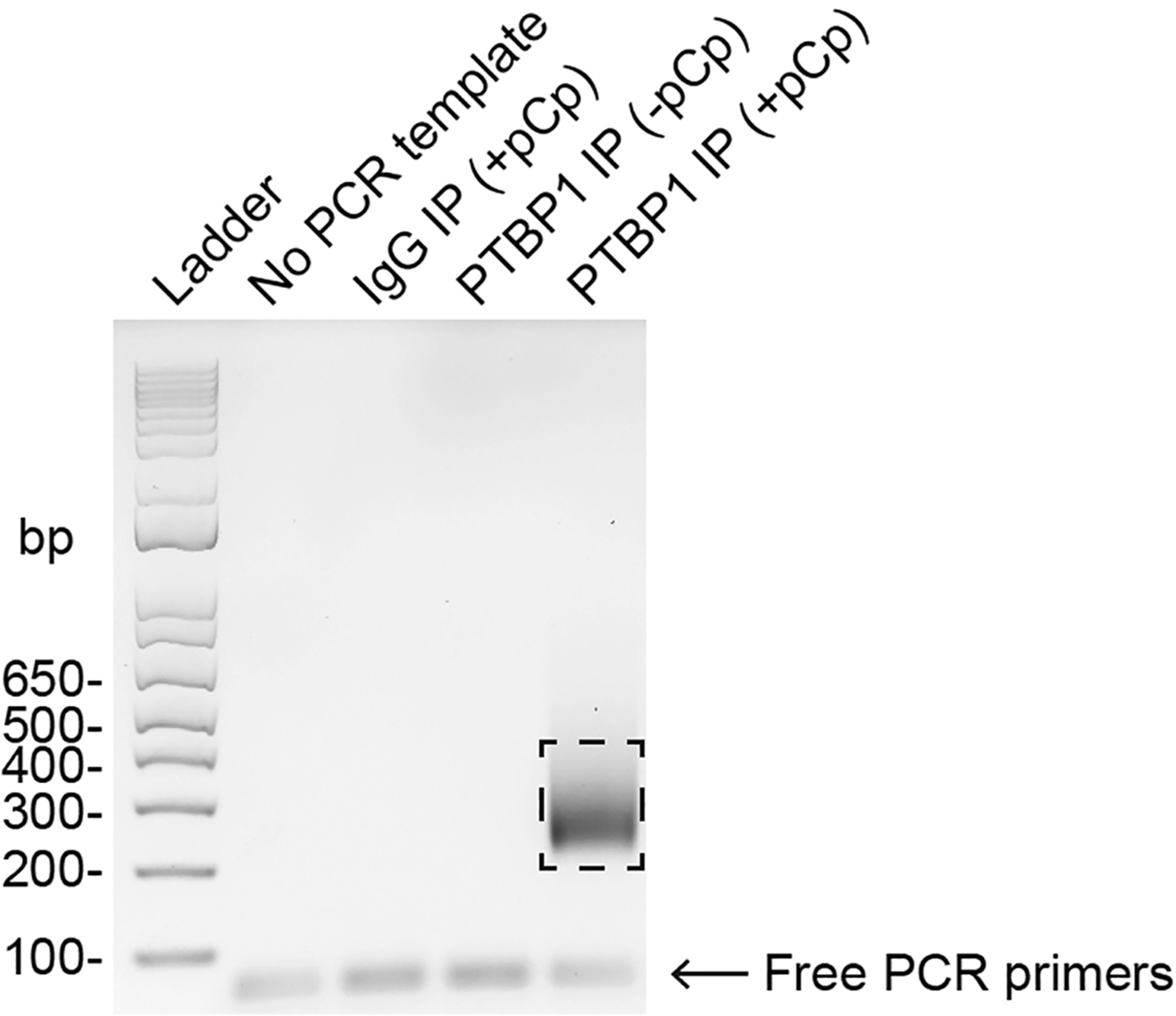 Cell Press: STAR Protocols