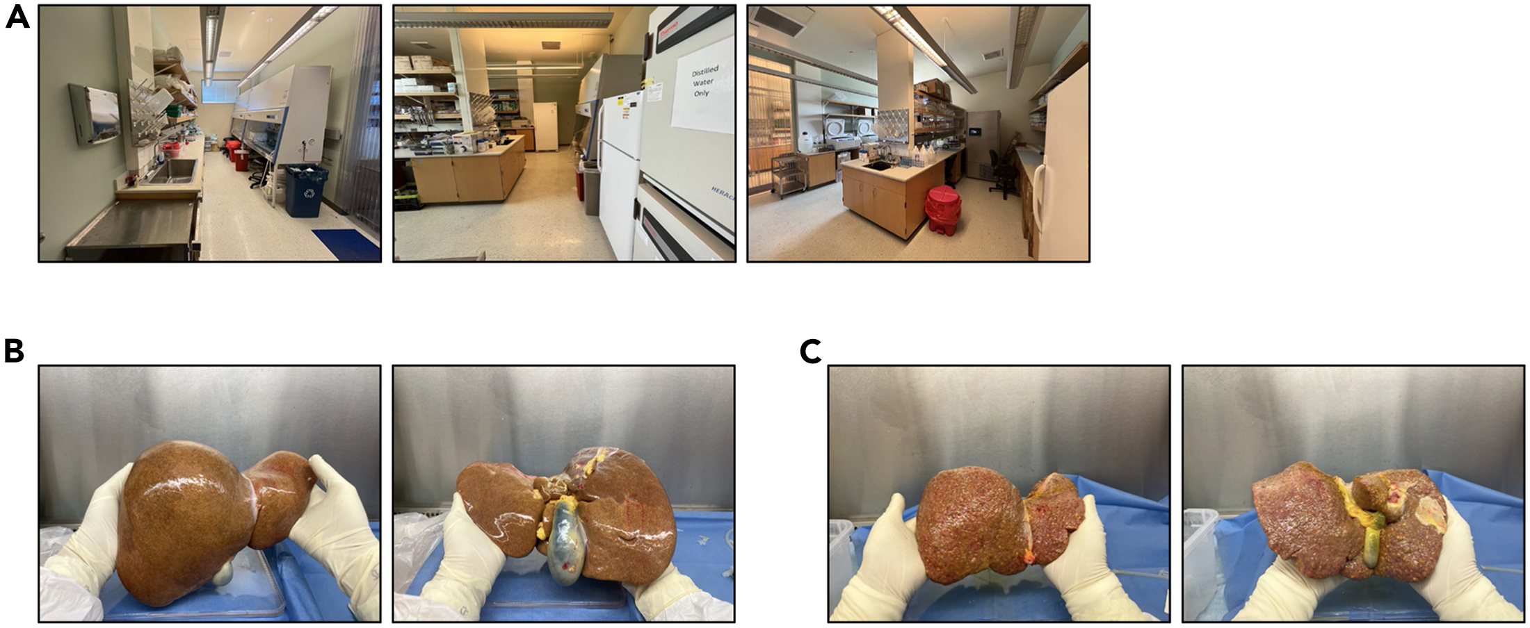 Cell Press: STAR Protocols