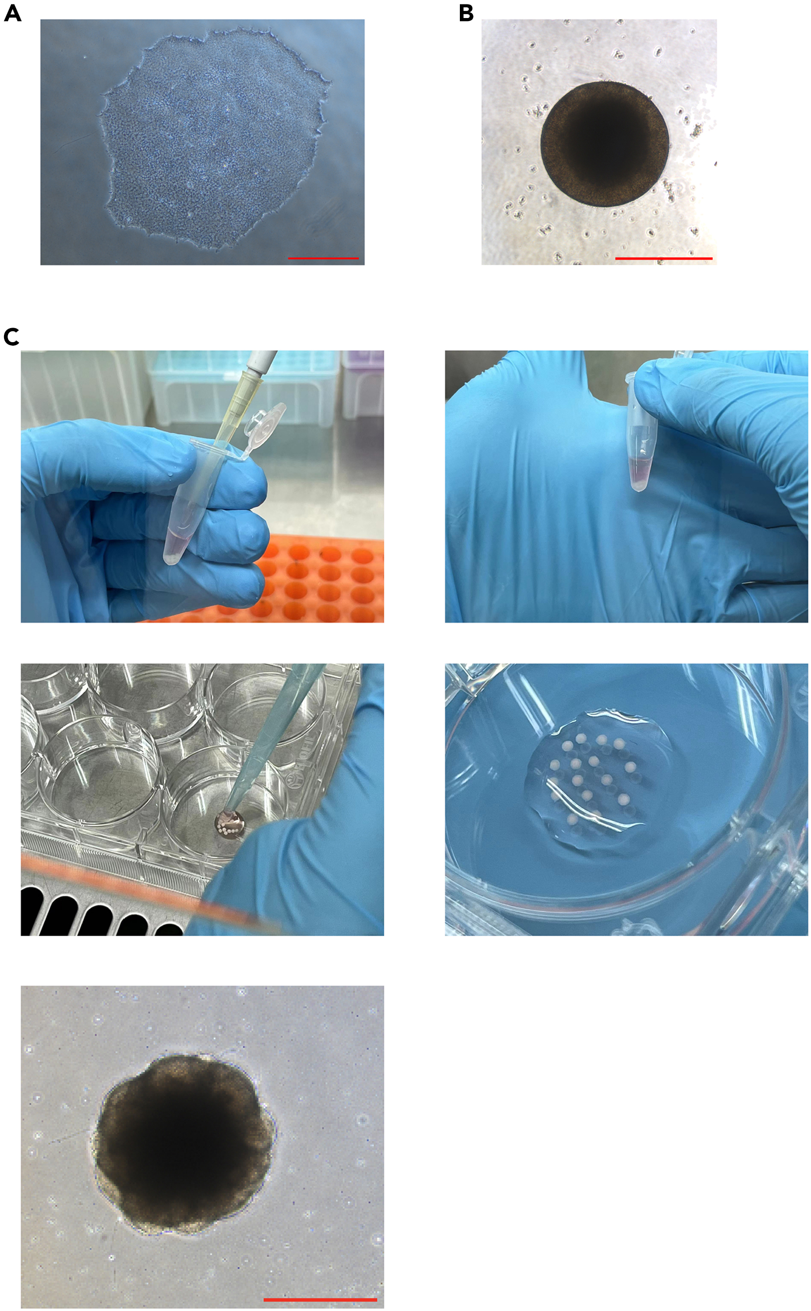 Cell Press: STAR Protocols