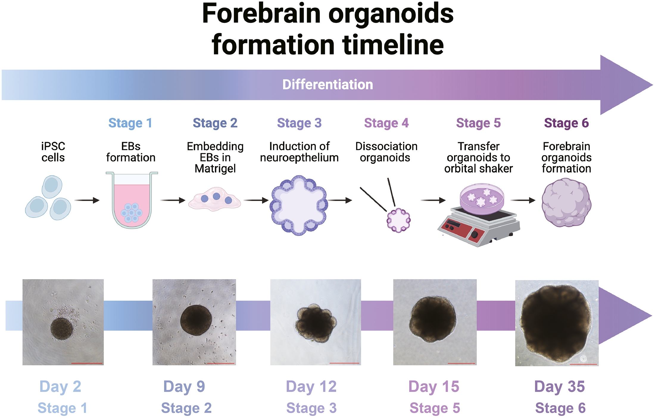 Cell Press: STAR Protocols