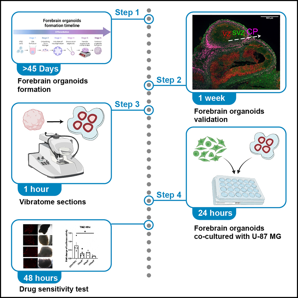 Cell Press: STAR Protocols