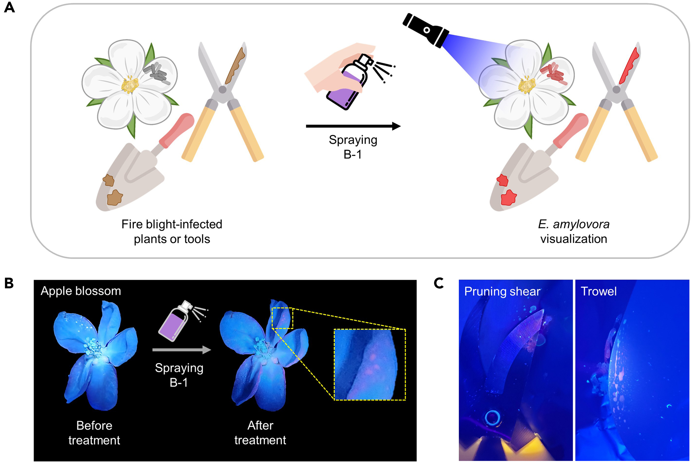 Cell Press: STAR Protocols