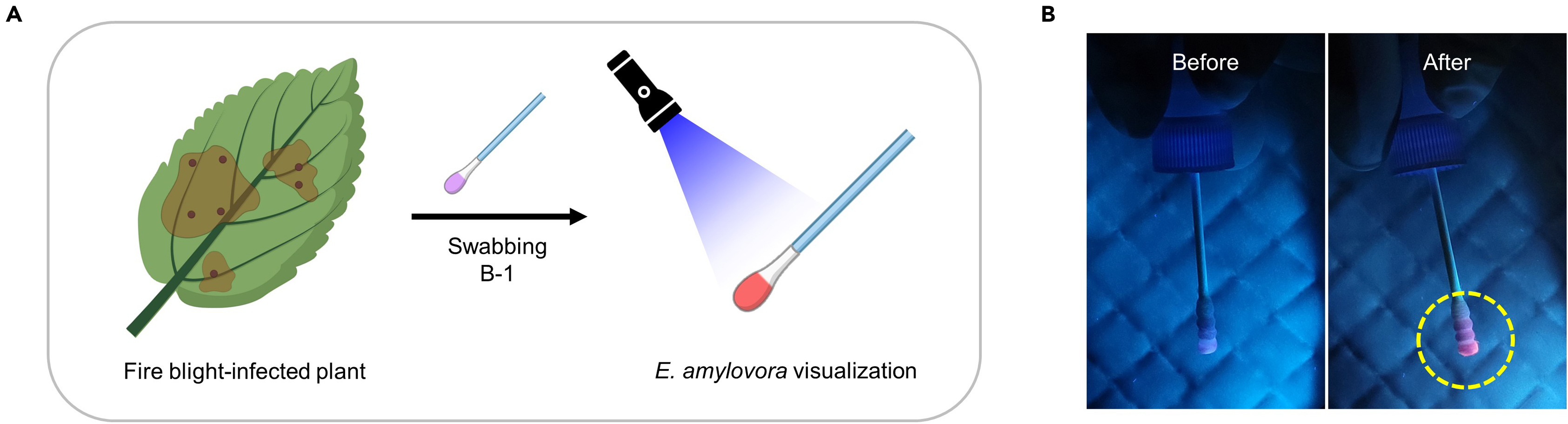 Cell Press: STAR Protocols