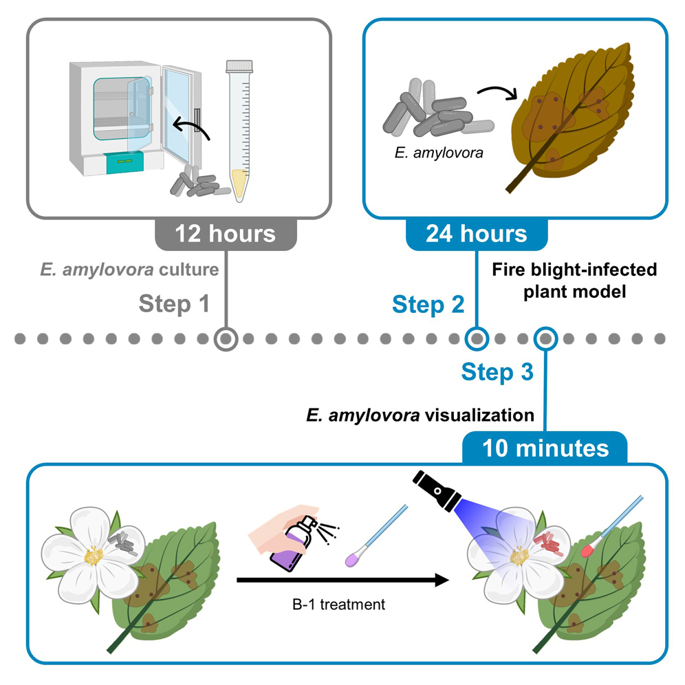 Cell Press: STAR Protocols