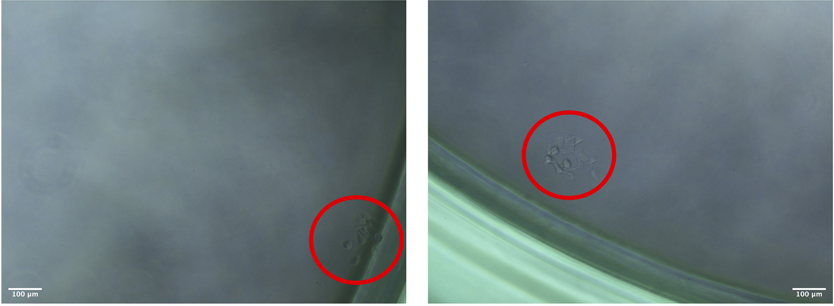 Cell Press: STAR Protocols