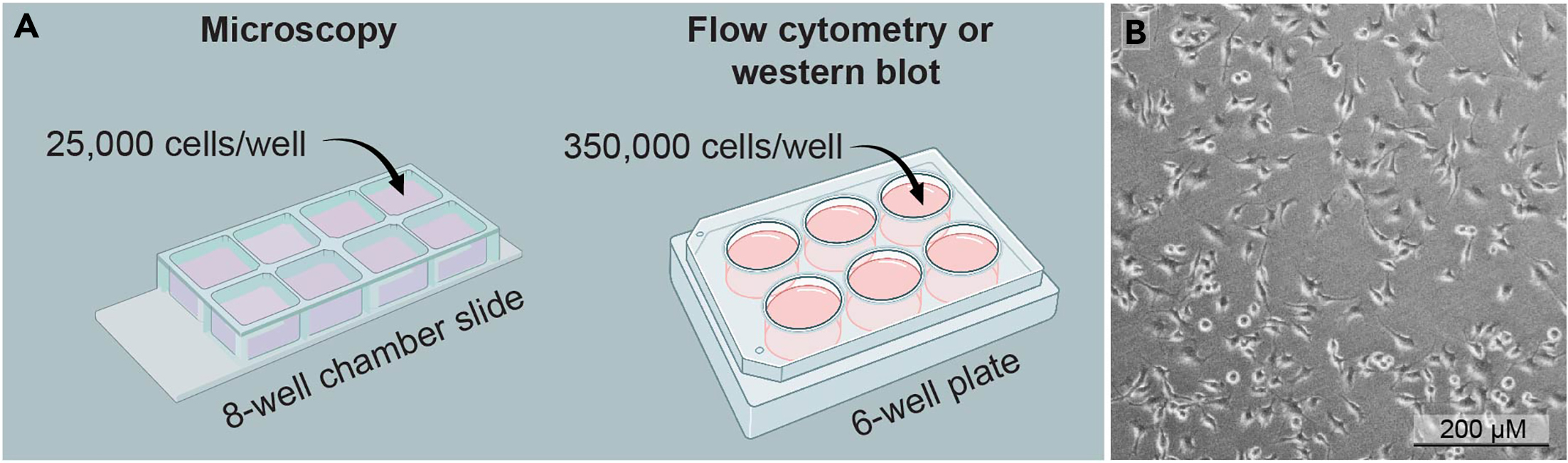 Cell Press: STAR Protocols