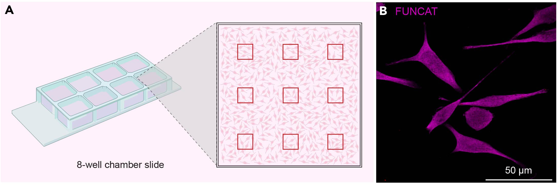 Cell Press: STAR Protocols