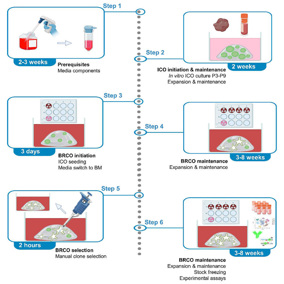 Cell Press: STAR Protocols