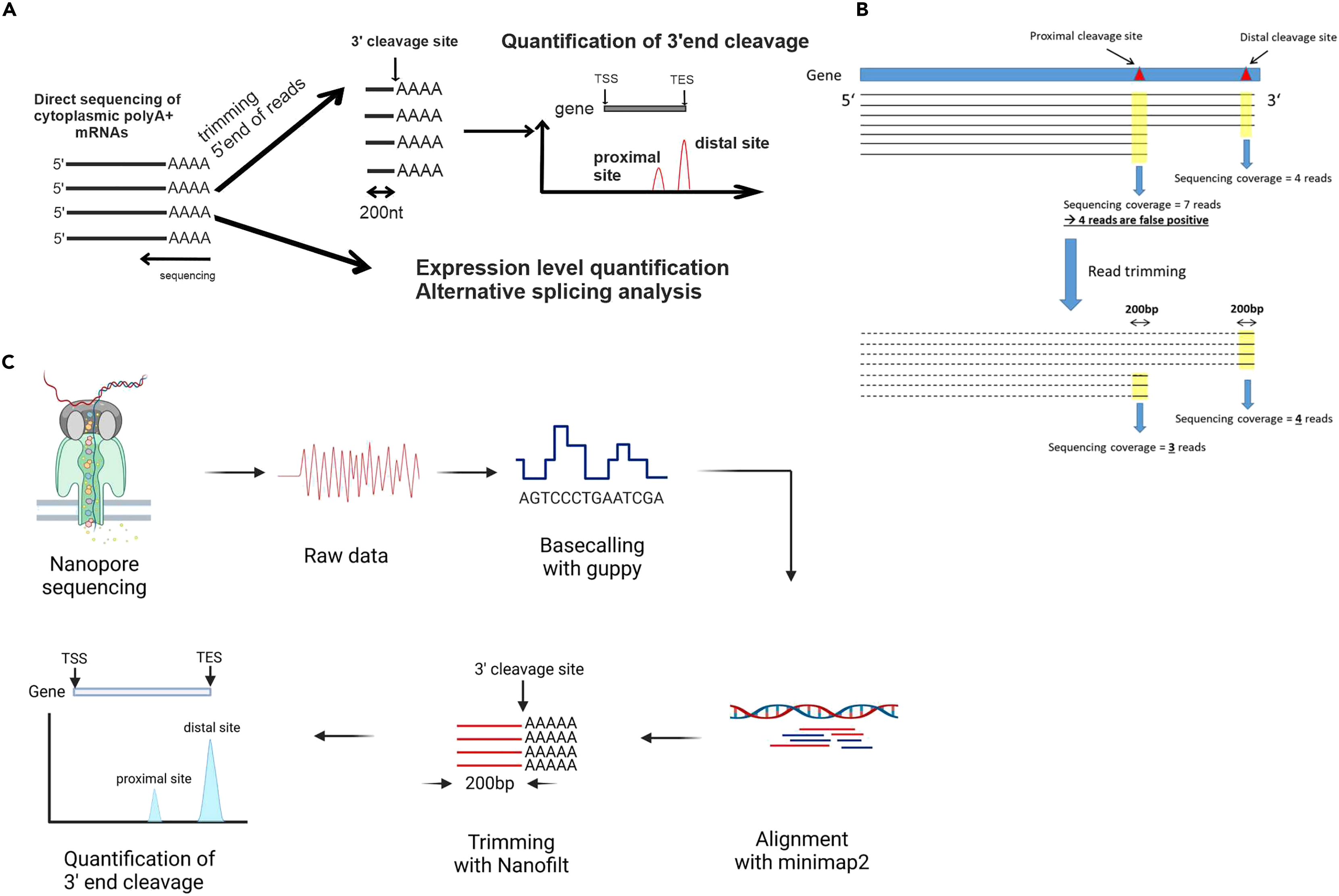 Cell Press: STAR Protocols