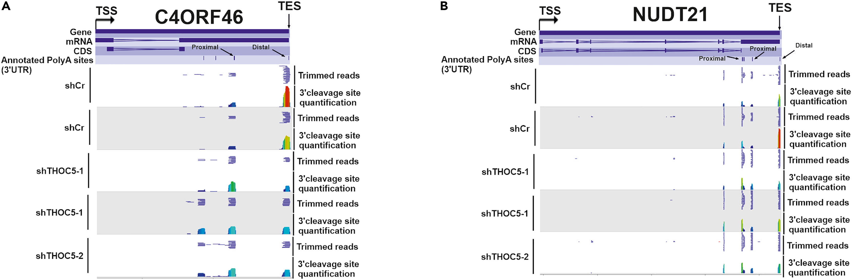 Cell Press: STAR Protocols