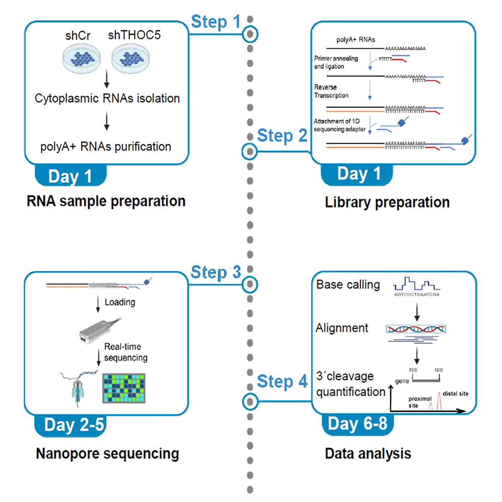 Cell Press: STAR Protocols