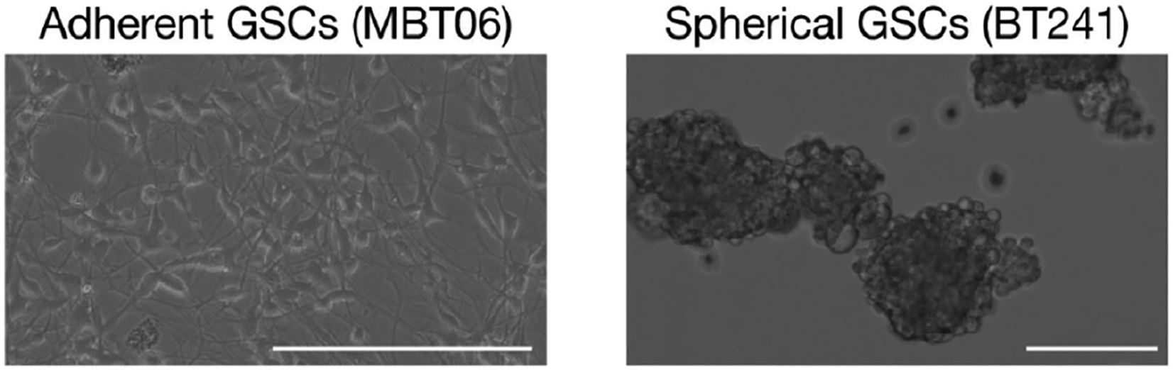 Cell Press: STAR Protocols
