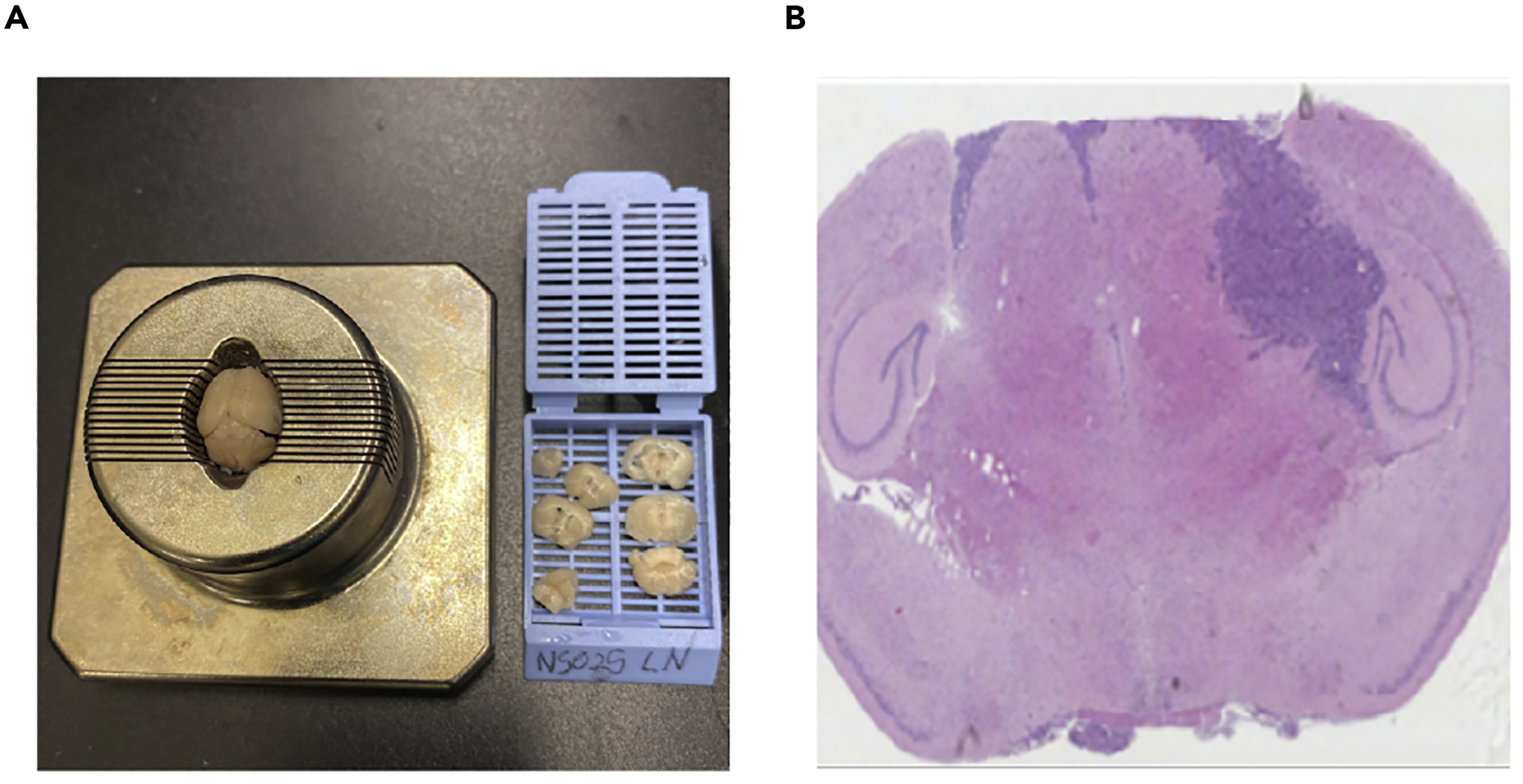Cell Press: STAR Protocols